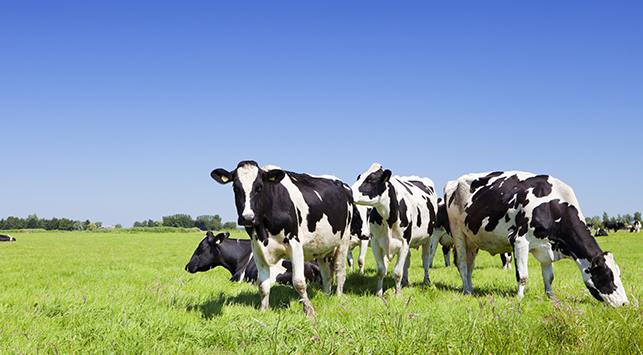 Antraks - Gejala, Penyebab, dan Pengobatan | Halodoc