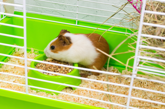 Cara Tepat Memelihara Kebersihan Kandang Marmut