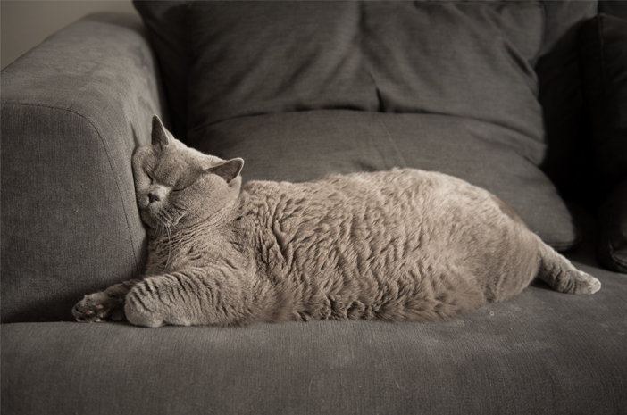Ini Ciri-Ciri Kucing Kesayangan yang Obesitas