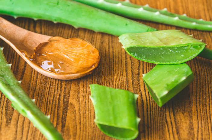 Jarang Diketahui, Ini 5 Manfaat Aloe Vera bagi Tubuh