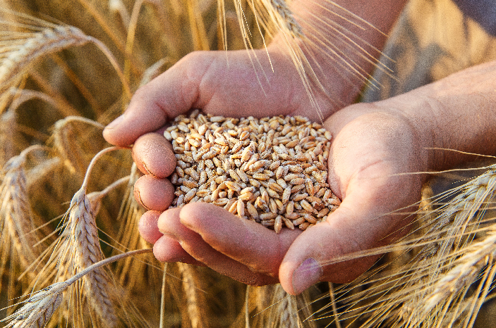 Ragam Manfaat Gandum Utuh Bagi Kesehatan Anak
