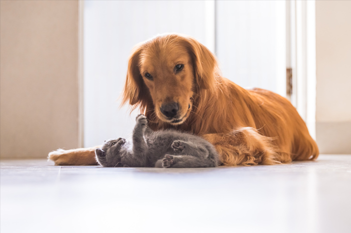 Cara Mengenalkan Anjing ke Kucing Agar Tidak Bertengkar
