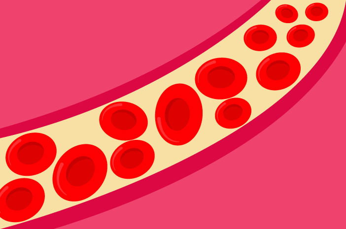 Mengenal Sistem Peredaran Darah Besar dan Kecil