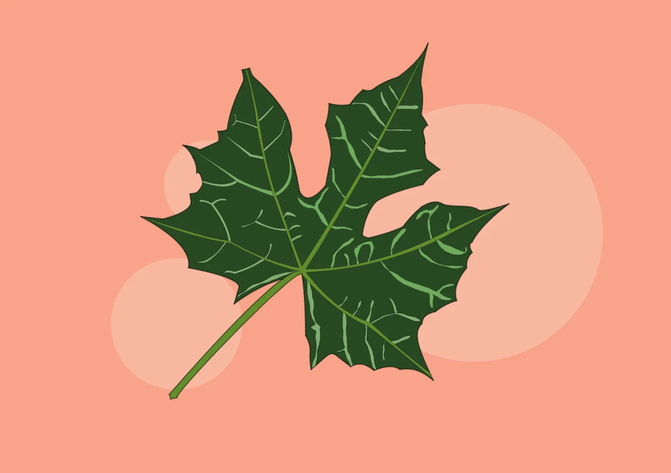 Selain Turunkan Kolesterol, Ini 4 Manfaat Daun Gedi