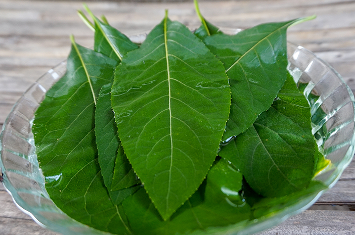 5 Manfaat Daun Afrika yang Sayang untuk Dilewatkan