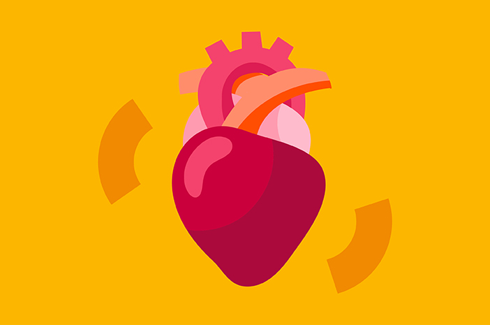 Mengenal Inti Sel, Serabut yang Ada di Otot Jantung