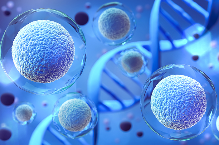 Ternyata Ini Fungsi Nukleolus dan Bagian-Bagiannya