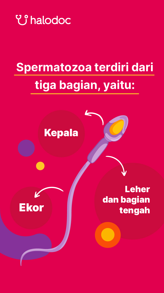 Pria Perlu Tahu, Ini 4 Fakta Menarik Mengenai Spermatozoa