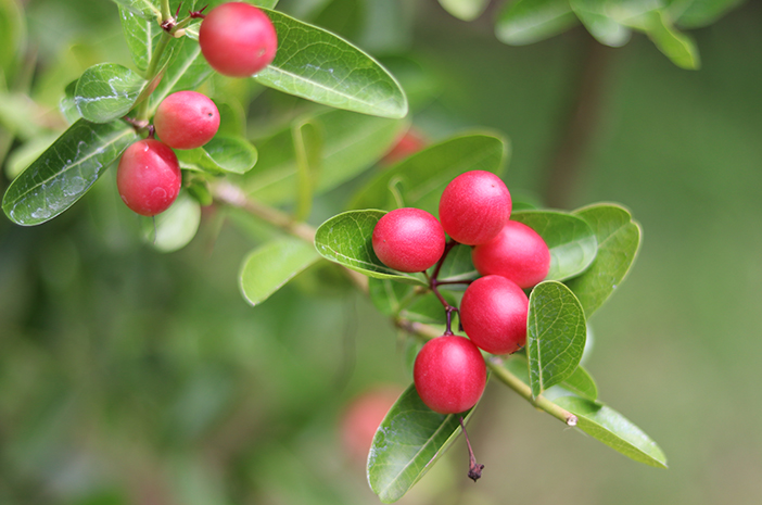 Cara Menggunakan Miracle Fruit untuk Program Diet