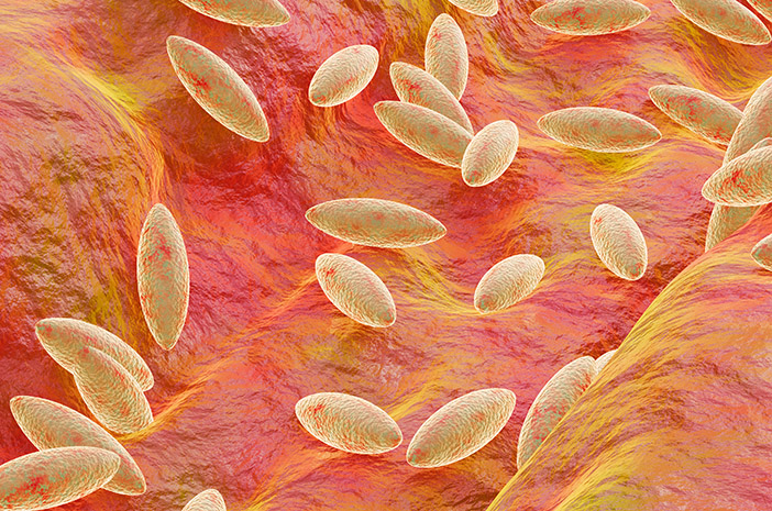 Waspada, Ini Gejala Brucellosis yang Umum Terjadi