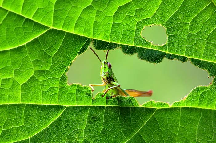 Gejala yang Umum Terjadi saat Memiliki Entomophobia