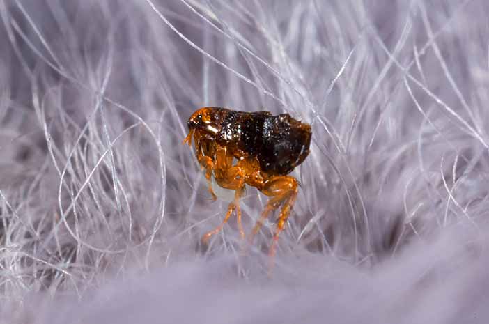 Gigitan Kutu dan Tungau Dapat Sebabkan Tifus