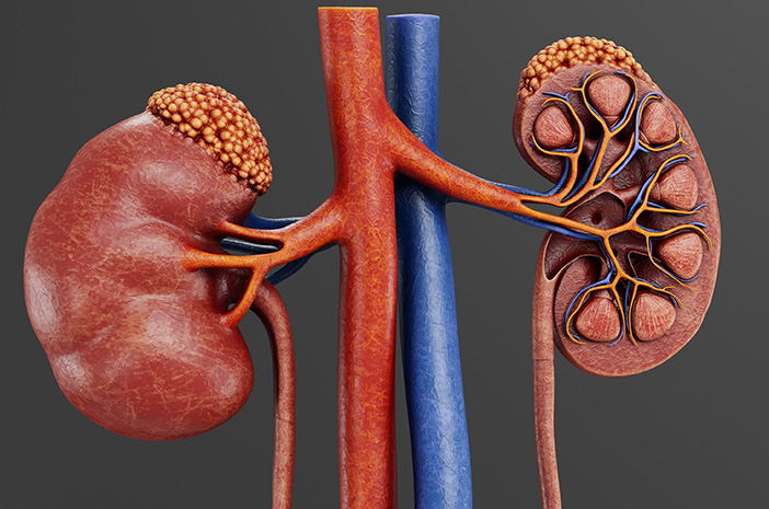 Hal yang Terjadi pada Tubuh Jika Memiliki Satu Ginjal