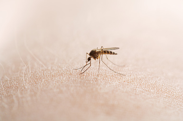 Benarkah Malaria Lebih Rawan Terjadi saat Cuaca Panas? Ini Faktanya