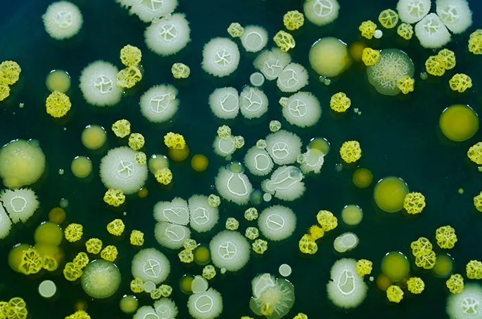 Apa itu Amoxicillin Trihydrate? Gejala & Penyebab - Halodoc