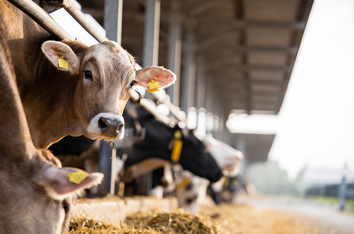 Kenali Penyakit Lato-Lato yang Dapat Menyerang Hewan Ternak
