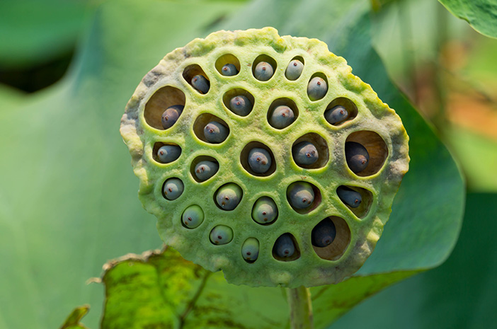 Wajib Tahu, Ini Berbagai Pemicu Terjadinya Trypophobia