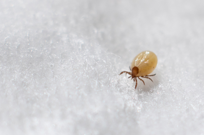 3 Bahaya Gigitan Tungau Kasur dan Cara Mengobatinya