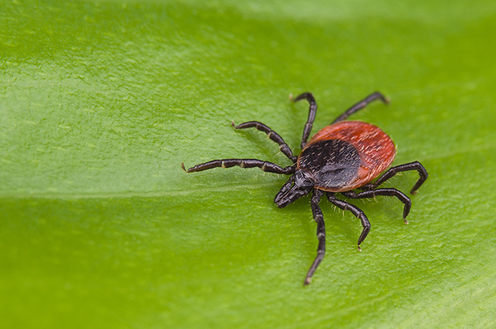 5 Jenis Kutu yang Kerap Menyerang Manusia, Salah Satunya Kutu Babi