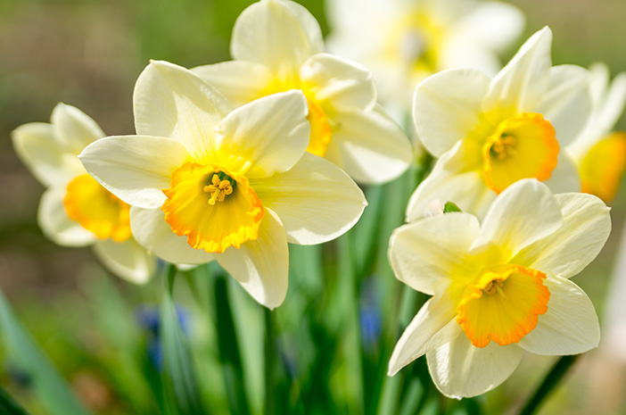 Mengenal Bunga Daffodil, Potensi Manfaat dan Risikonya