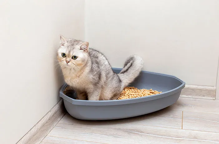 Ini Cara Menangani Kucing Kesayangan yang Terkena Diare