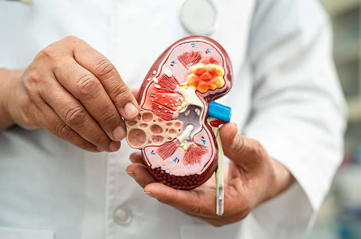 eGFR Normal: Fungsi Ginjal Sehat dan Artinya