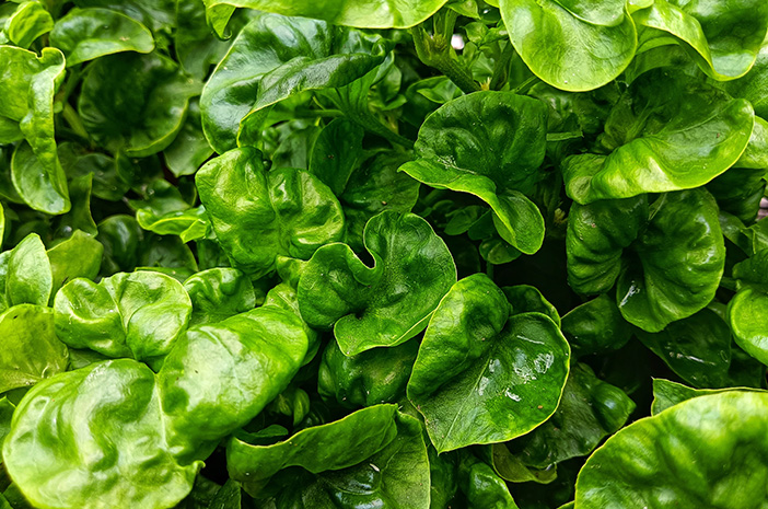 Manfaat Bayam Brazil untuk Kesehatan Tubuh