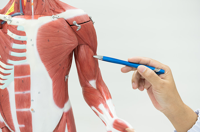 Perbedaan Otot Polos vs Lurik: Kenali Cirinya