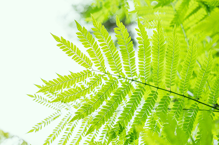 Mengenal Klorofil, Jenis dan Manfaatnya untuk Tumbuhan dan Manusia