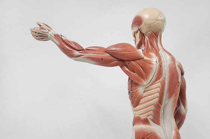 Otot Polos: Ini Fungsi, Ciri, dan Cara Kerjanya