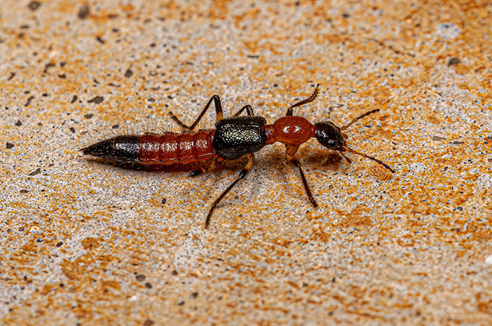 Ini Gejala Gigitan Tomcat dan Penanganannya yang Tepat