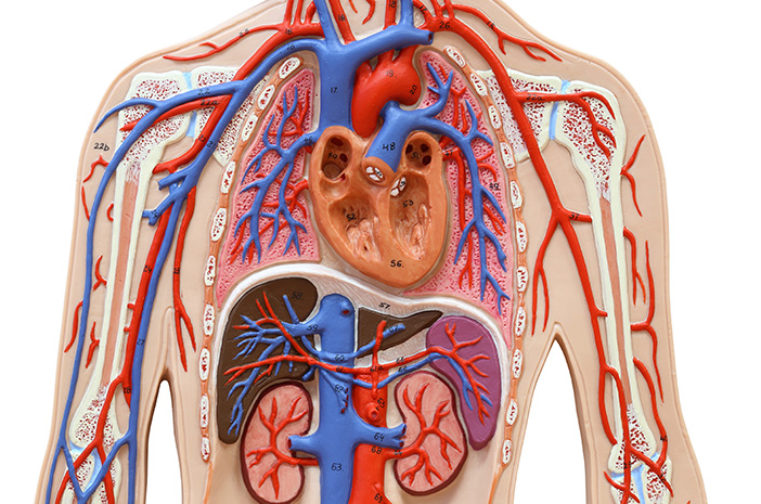 Mengenal Lebih Dekat Sistem Peredaran Darah Manusia dan Fungsinya