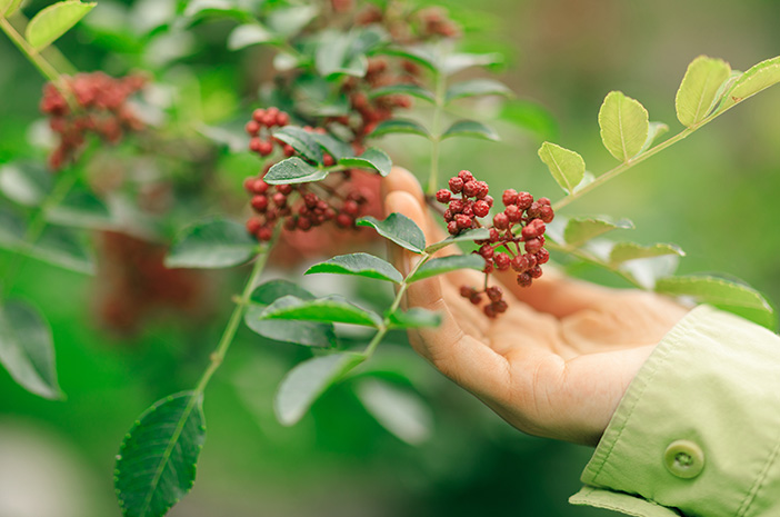 Ini 7 Manfaat Andaliman, Merica Batak yang Baik untuk Kesehatan