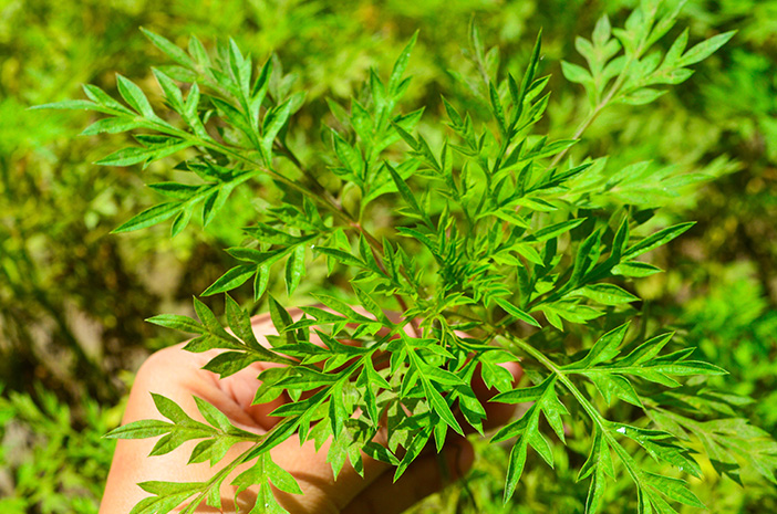 Ini 5 Manfaat Daun Kenikir yang Masih Jarang Diketahui dan Cara Mengolahnya