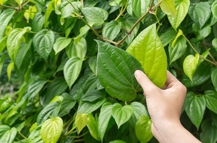 Manfaat Daun Sirih untuk Mata dan Efek Samping yang Perlu Diperhatikan