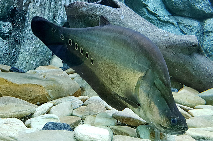 Manfaat Ikan Belida bagi Kesehatan yang Jarang Diketahui