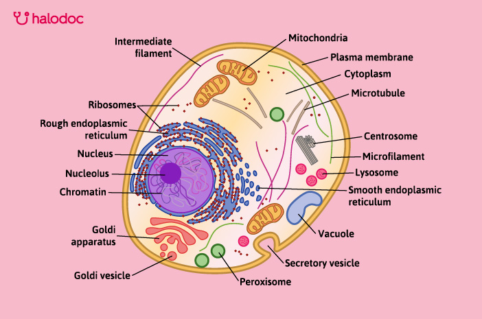 Begini Struktur Sel Manusia dan Fungsinya