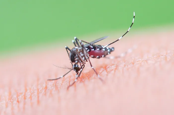 Ini Gejala DBD, Penyebab, Pengobatan, dan Pencegahannya