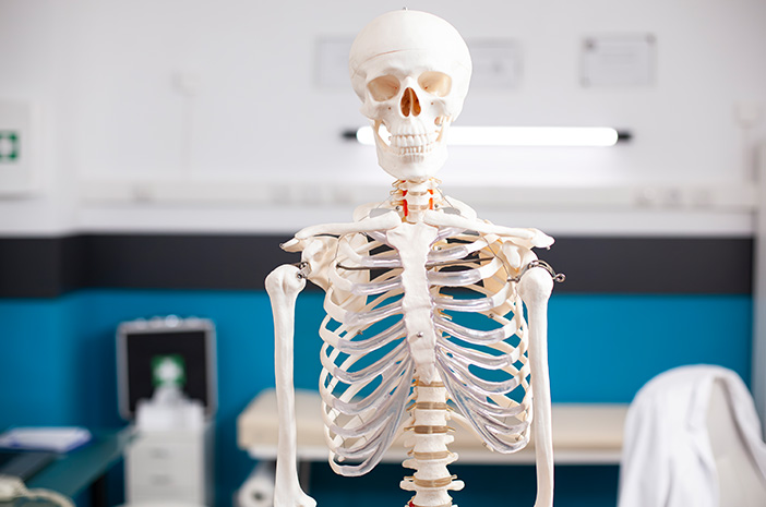 Jumlah Tulang Rusuk Manusia: Fakta Penting dan Fungsinya