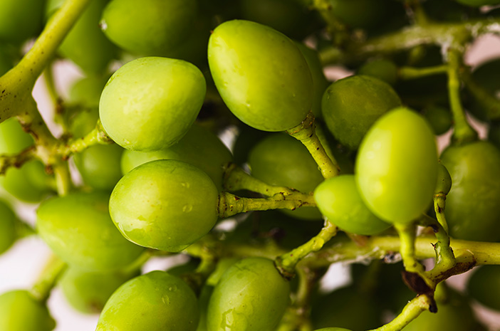 Tekokak: Apa Itu? Definisi, Ciri, dan Manfaatnya