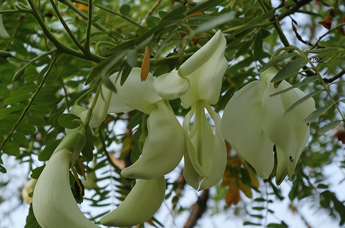 Daun Turi: Manfaat dan Cara Mengonsumsinya
