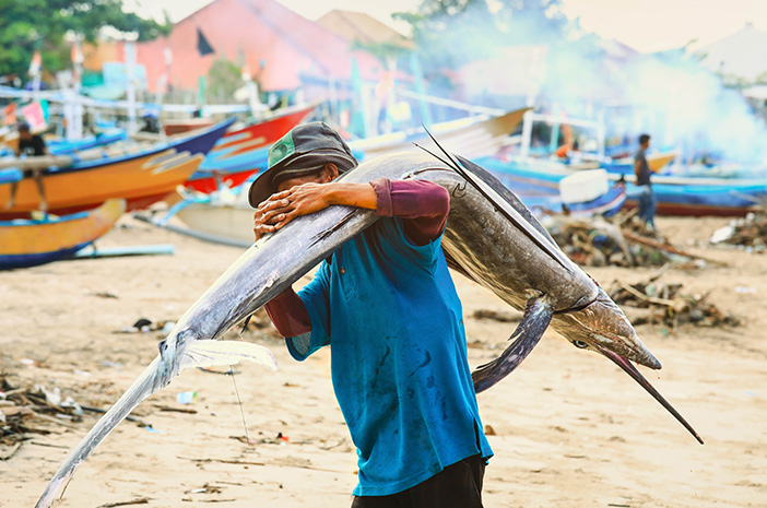Ikan Marlin: Fakta Unik, Habitat, dan Jenisnya