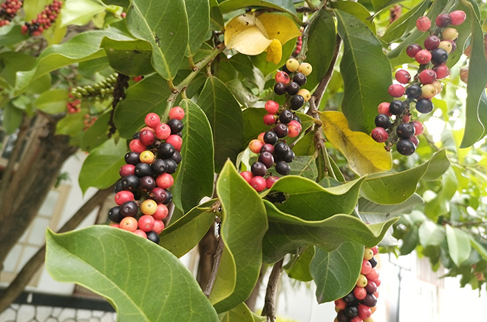 Buah Buni: Manfaat, Kandungan, dan Cara Konsumsi!