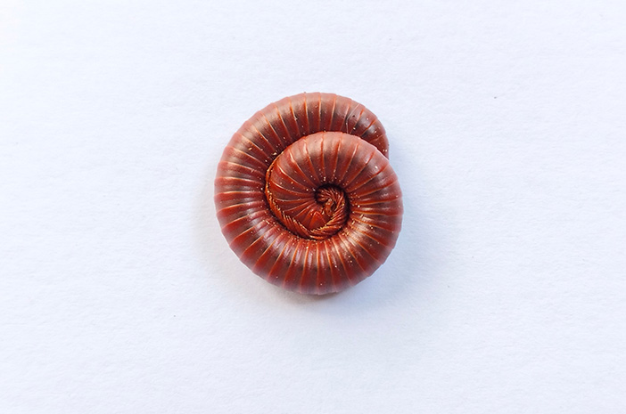 Luwing: Fakta Unik, Habitat, dan Cara Mengatasinya