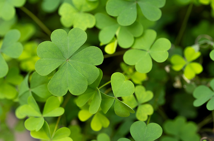 Clover: Jenis, Manfaat, dan Efek Sampingnya