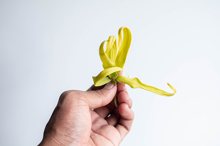 11 Manfaat Bunga Kenanga untuk Kesehatan Tubuh