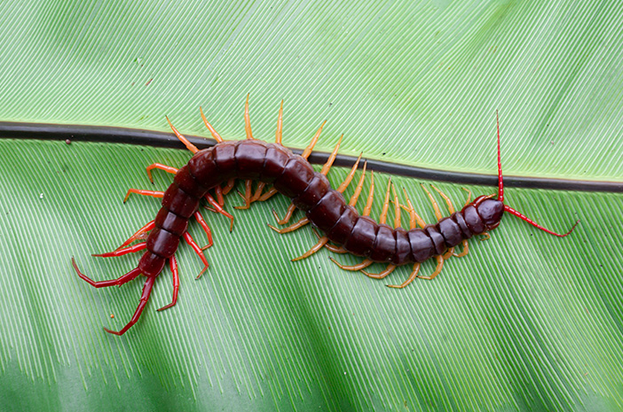 Fakta Unik Lipan: Ciri, Habitat, dan Gigitannya