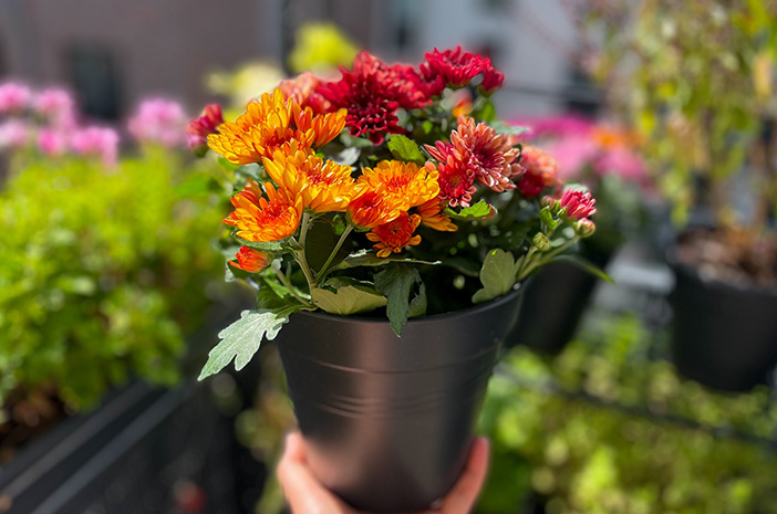 Yuk Kenali Bunga Seruni: Arti, Jenis, dan Cara Merawat