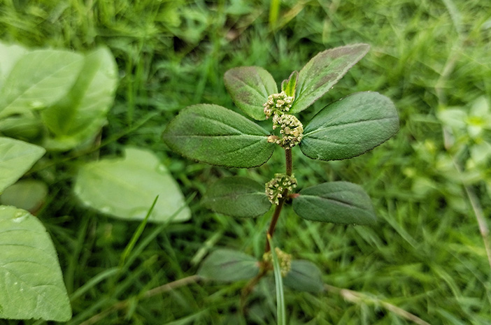 Patikan Kebo: Manfaat Sehat Alami, Mudah Didapat!