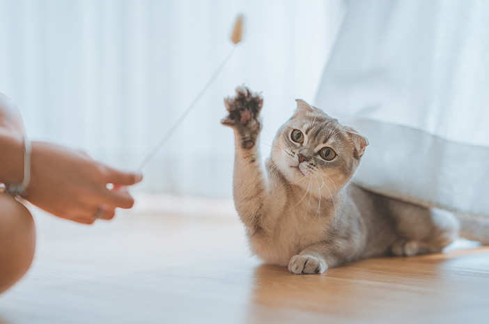 Mainan Kucing Lucu: Pilih yang Terbaik untuk Anabul